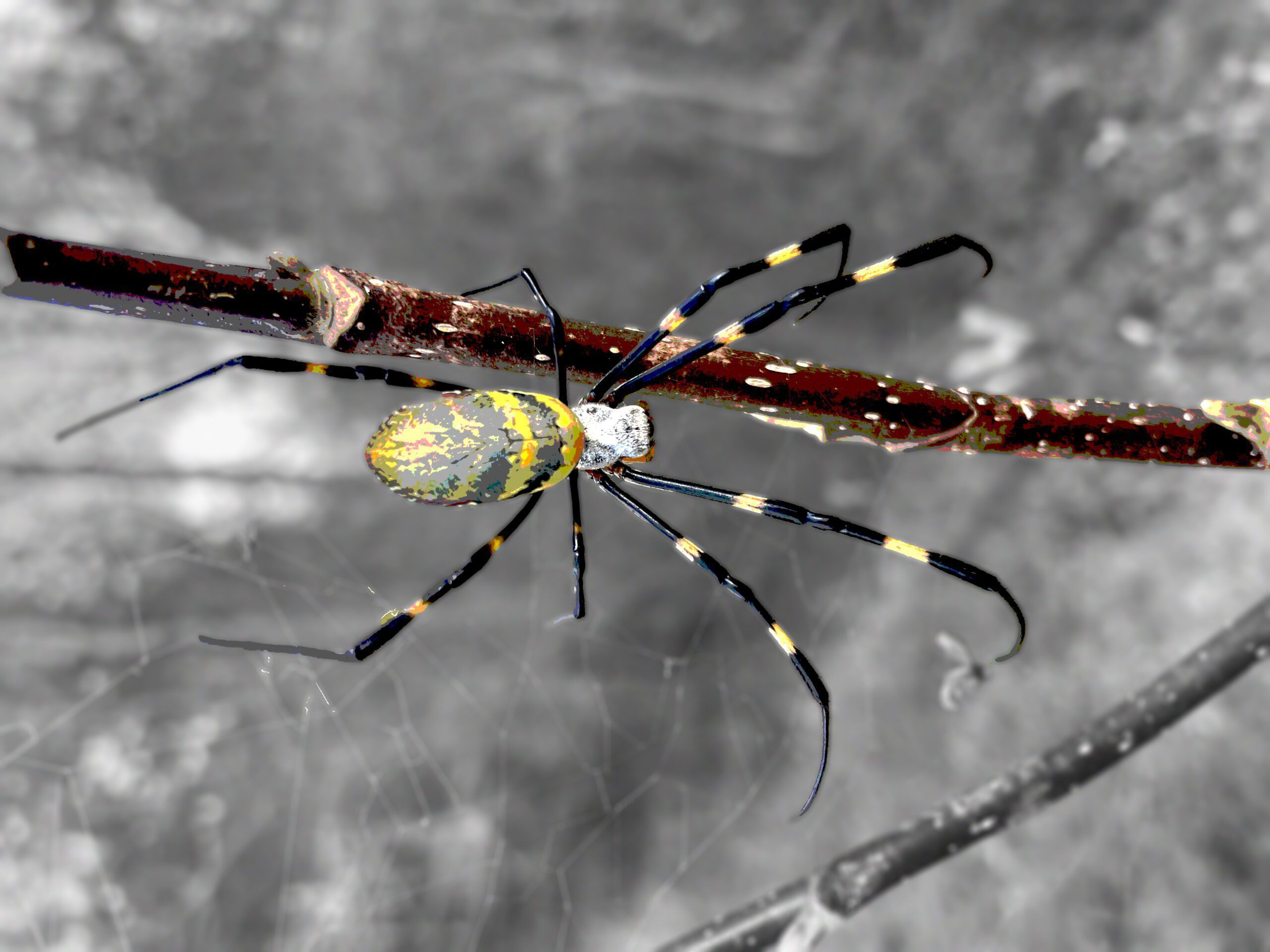 Clemson scientist: Study shows Joro spiders ‘here to stay,’ spreading ...
