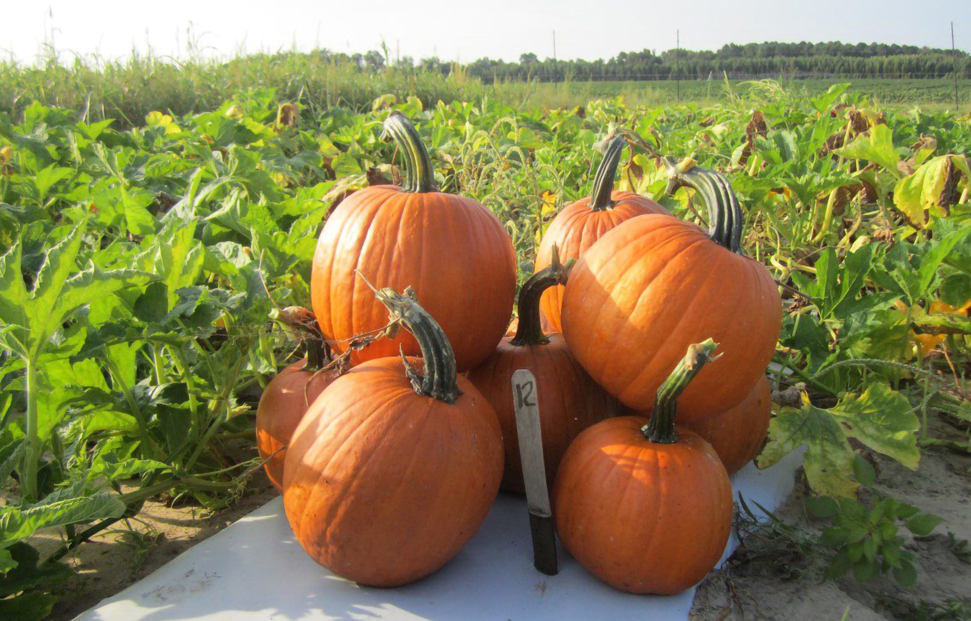 College of Agriculture, Forestry and Life Sciences Archives | Clemson News