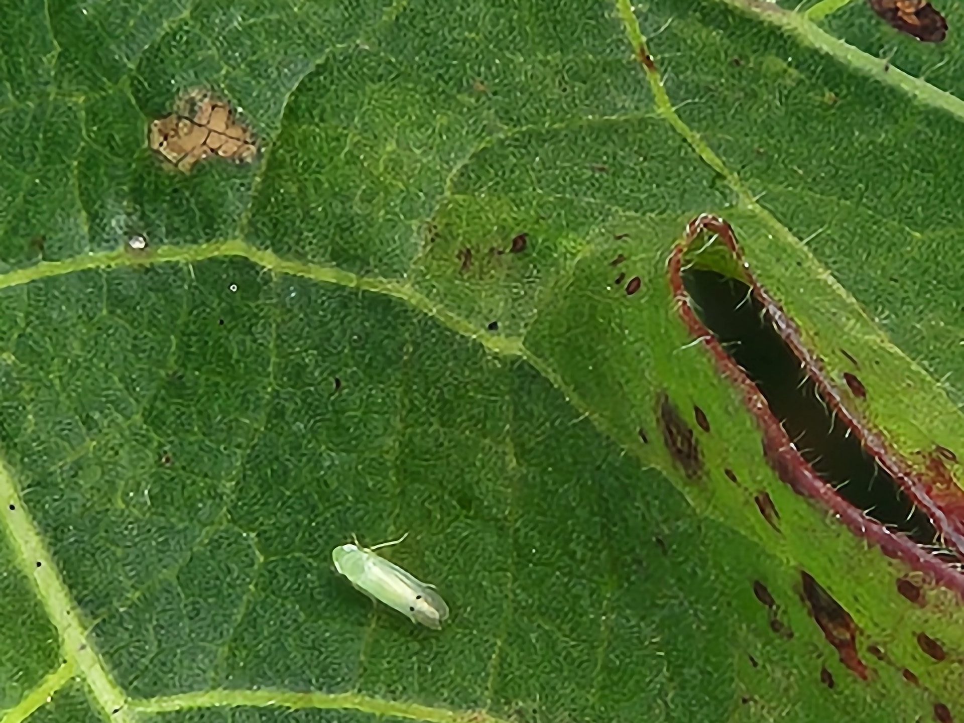 Get soil tested at Clemson Ag Service Lab | Clemson News