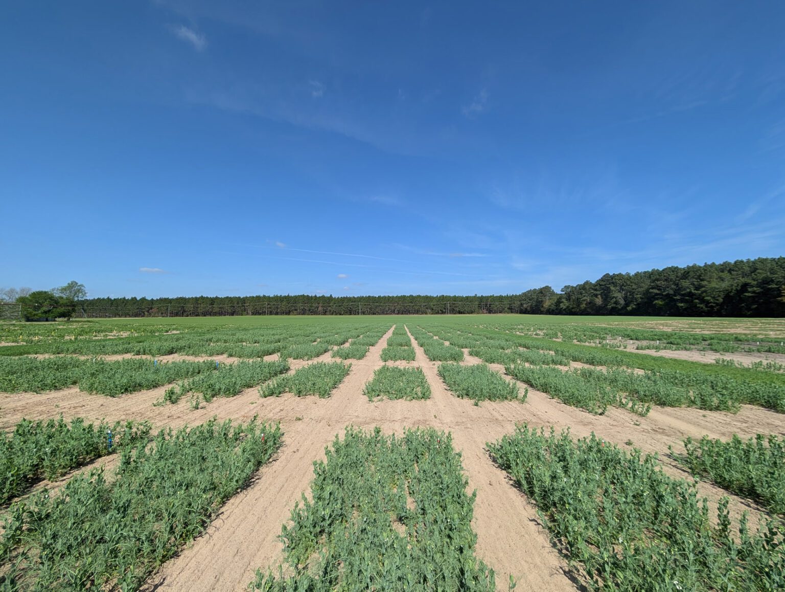 Get soil tested at Clemson Ag Service Lab | Clemson News